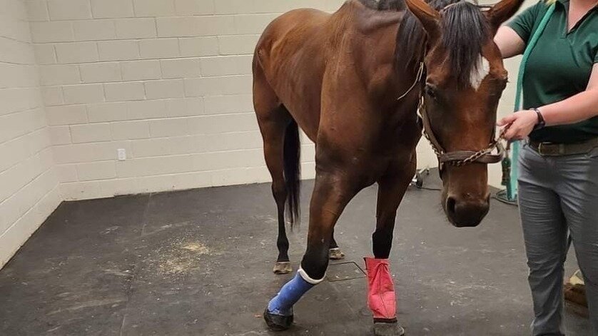 Petition · Justice for horses intentionally shot at Shangri-La Animal ...
