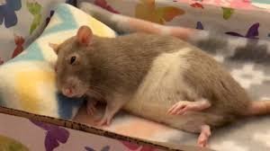 Petition · More appreciation for domesticated rats - Australia · Change.org