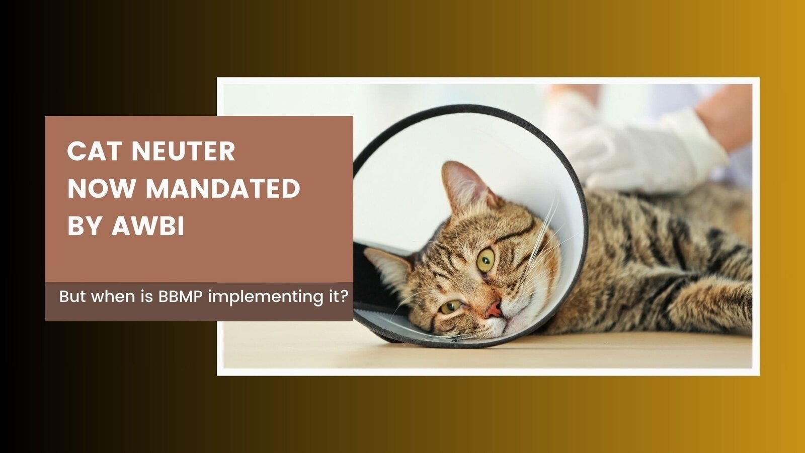 Petition · Start AWBI Mandated Municipal Cat Neuter - Bengaluru, India ...