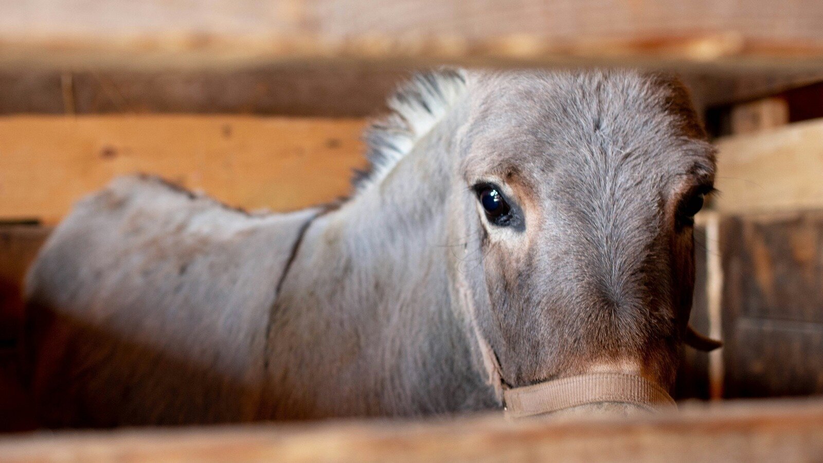 Petition · Protect Rescue Animals in Chino Hills from Dangerous Trail ...