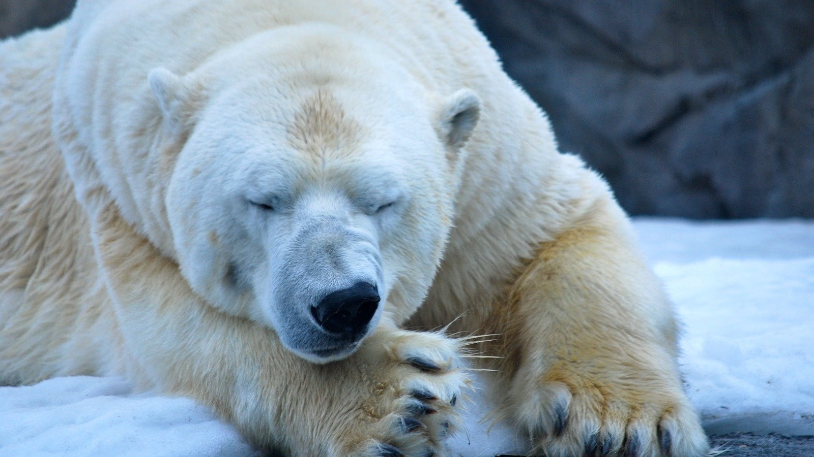 Petition · Stop Willow Project - United States · Change.org