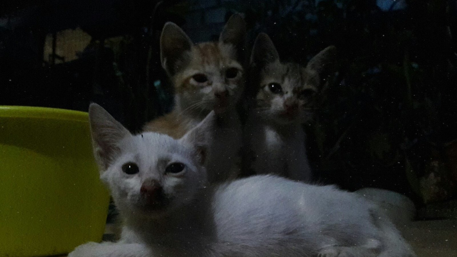 Petition · Proper Shelter for Stray Cats and Dogs! Save Lives! Save ...