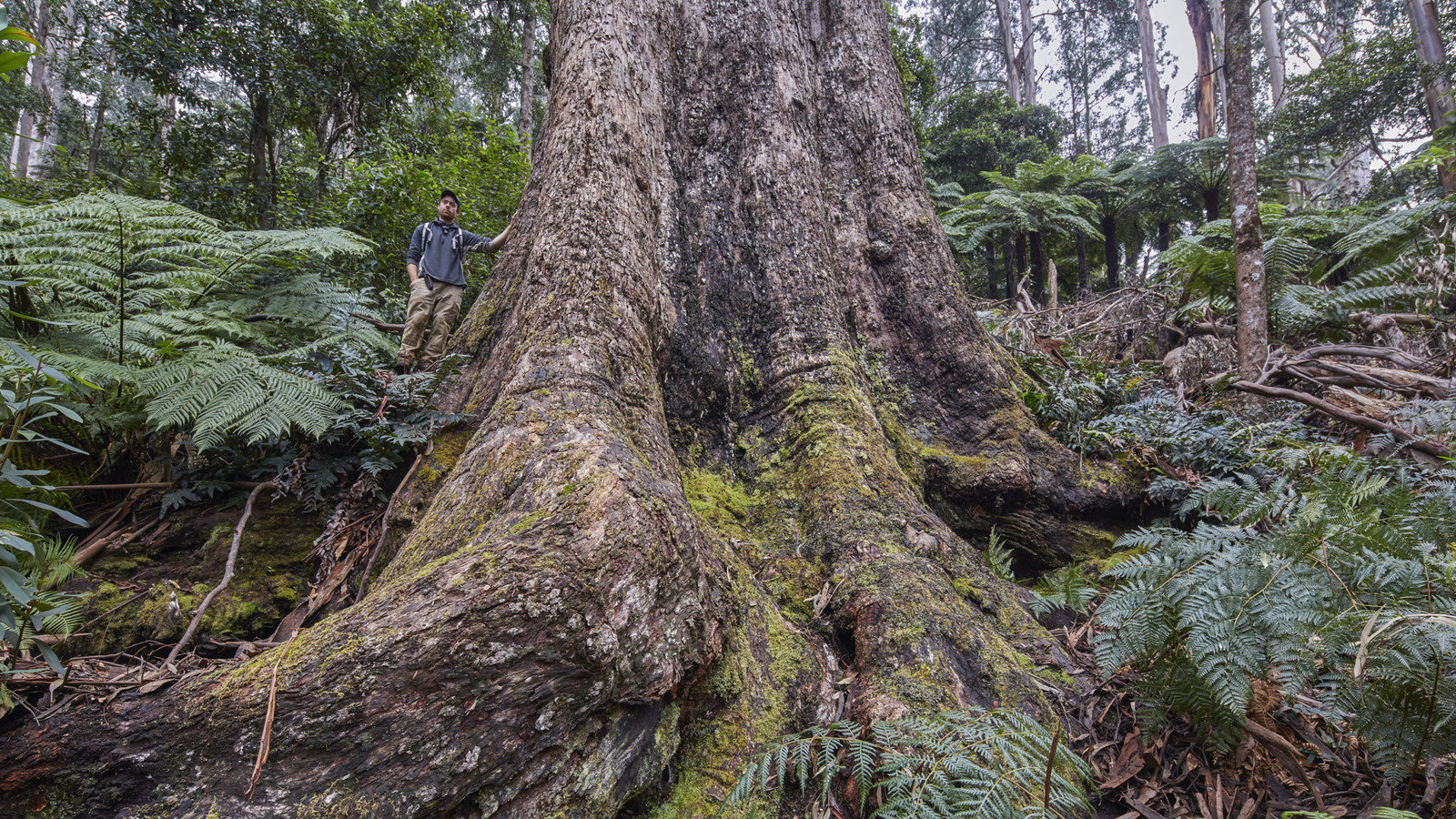 Petition · Stop wasting Victorian’s money on logging, protect East ...