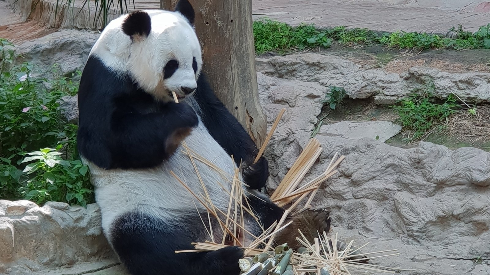 Petition update · Giant Panda Lin Hui at Chiang Mai Zoo Thailand's ...