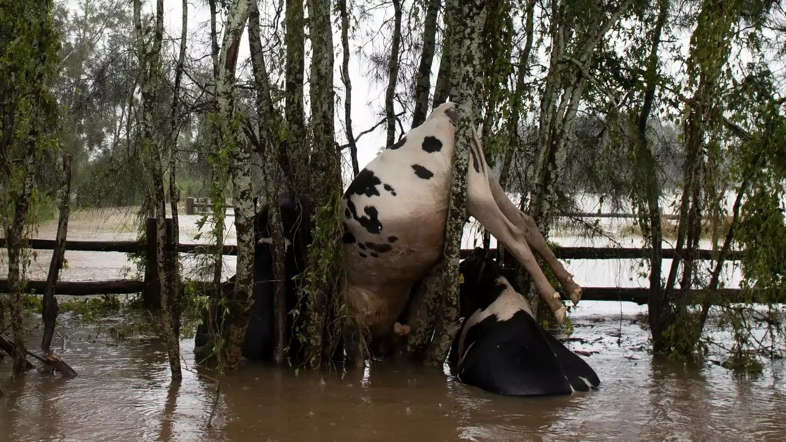 Petition · Save livestock caught in floods - Australia · Change.org