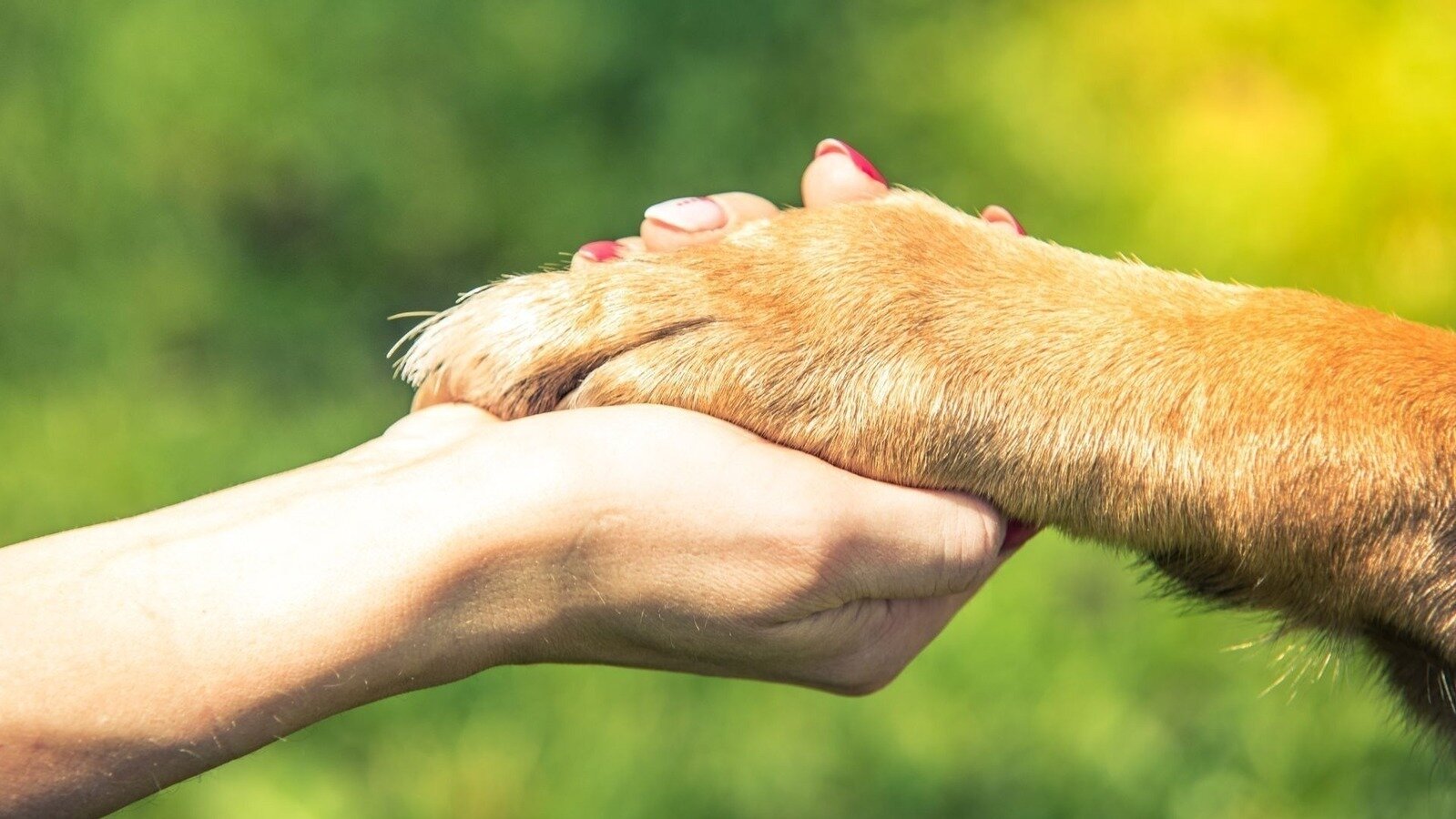 Petition · Fur-mily Matters: Every Stray Needs a Family! - Calamba ...