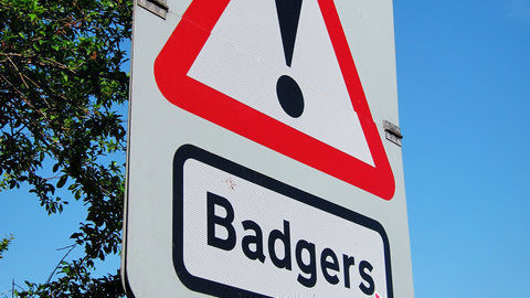 Petition · Give badgers their own illustrated warning sign on UK roads ...