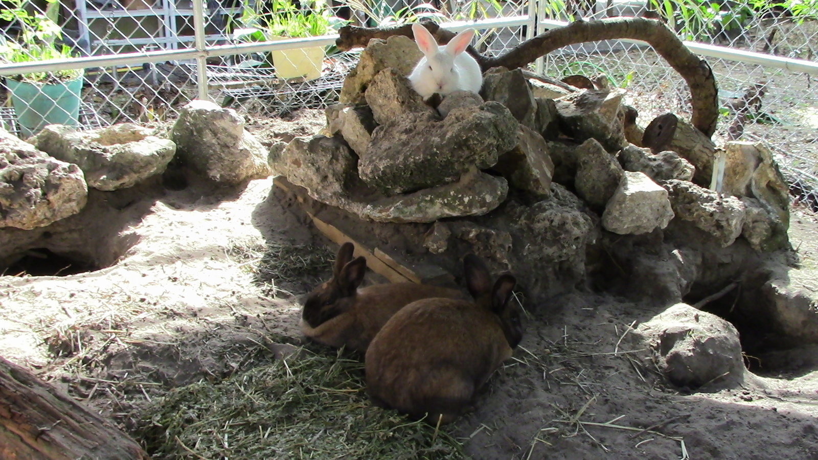 Petition · Allow keeping caged rabbits to treat my PTSD & Tourrets ...
