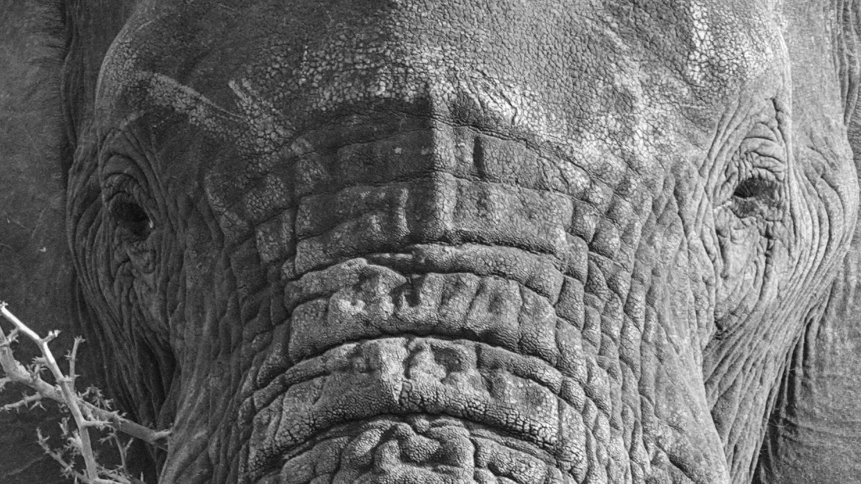 Petition · Send the Ringling Brothers' Elephants into a TRUE retirement ...