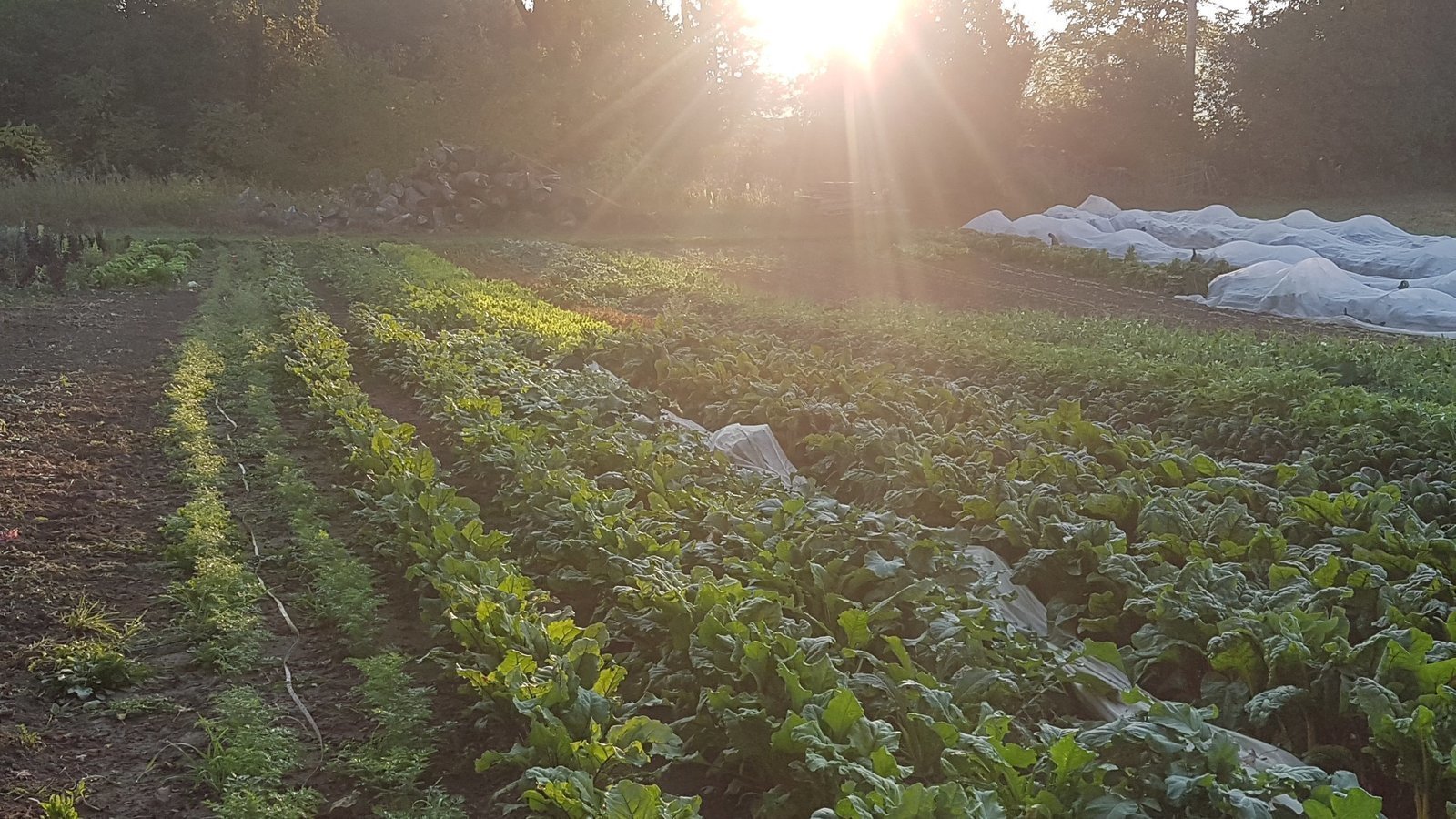 Petition · Include Farmer's Markets and Local Small-Scale Farms as ...