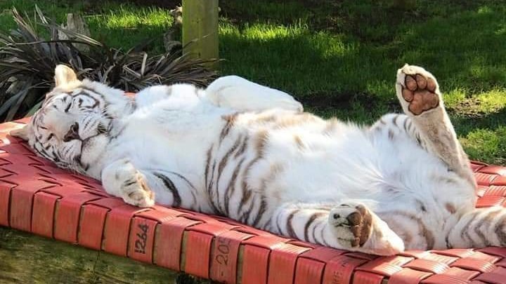 Petition · Save the Kamo Cats NZ - New Zealand · Change.org