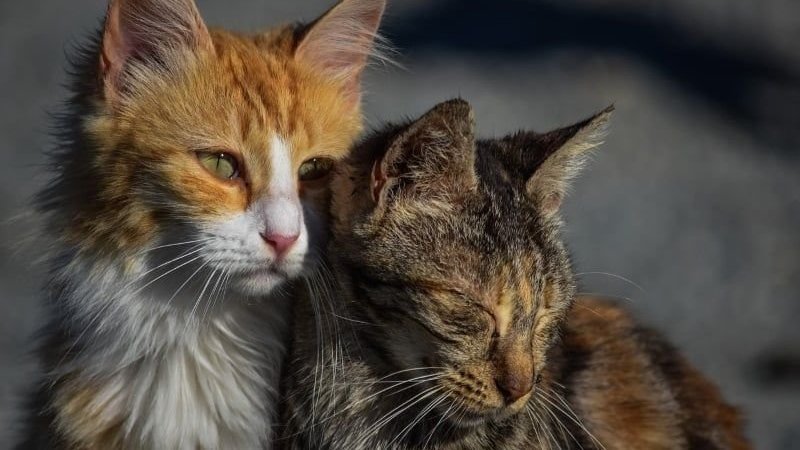 Petition · Animals deserve to be treated humanely - Philippines ...