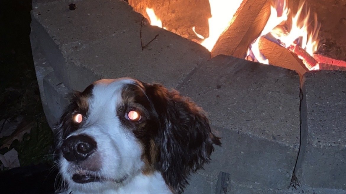 Petition · convince kim to get a dog - United States · Change.org
