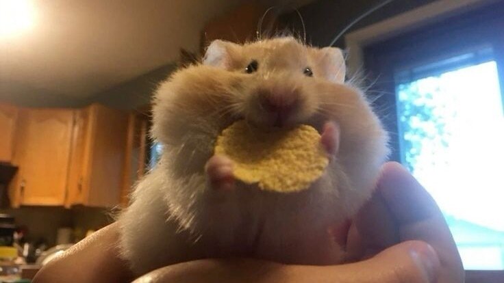 Petition · Make Me, A Dedicated and Capable Individual, President of ...