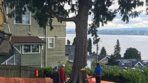 Petition · Ask the City Attorney to Protect Seattle's Tree Canopy, Hold ...