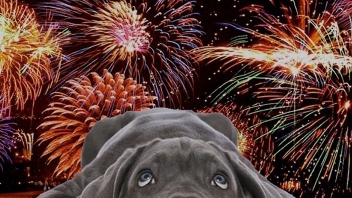 Petition · Prohibit the Use of Home Fireworks to Protect Animals ...