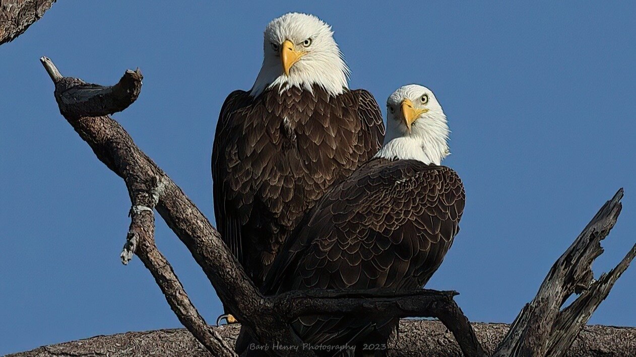 Petition · Please Help out the Bald Eagles that you Love! F23, M15 & E23. Southwest Florida ...