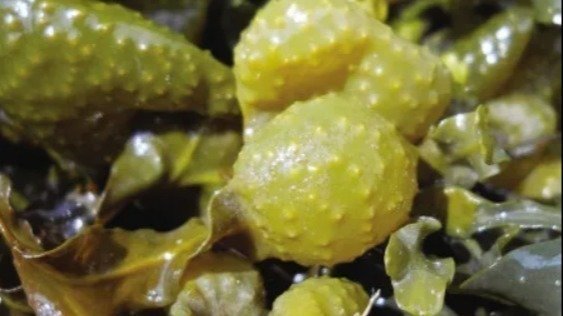 Petition · Pop all seaweed reproductive organs - Australia · Change.org