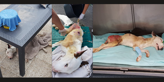 Pétition · Justice pour Kaiser - France · Change.org