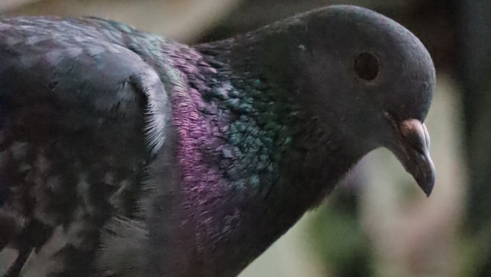 Petition · End Pigeon and Urban Bird Culling in Singapore: A Call for ...