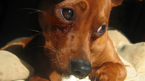 Petition · Animals have rights too and voices to be heard! - United ...