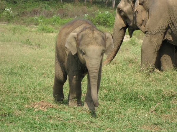 Petition · Return all confiscated animals to ENP & WFFT. Cease ...