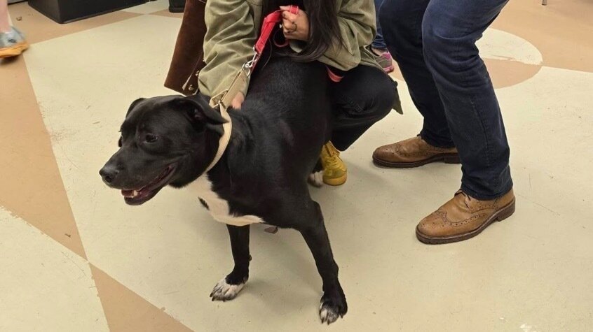 Petition · Ask Lifeline Animal Project To Re-Hire Maria Mobley ...