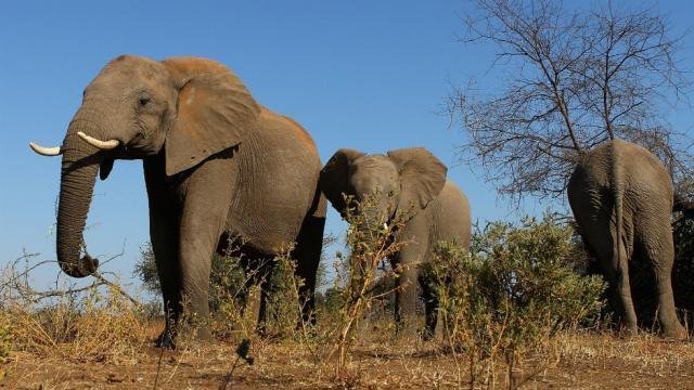 Petition · Ban Elephant "Trophies" in the US - United States · Change.org