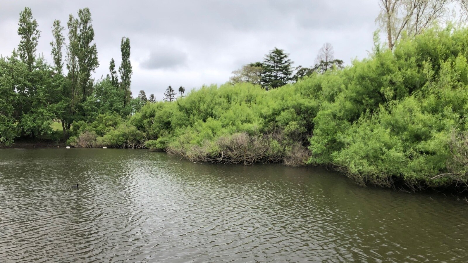 Petition · Stop Ballarat Council removing 100 trees from Buninyong ...