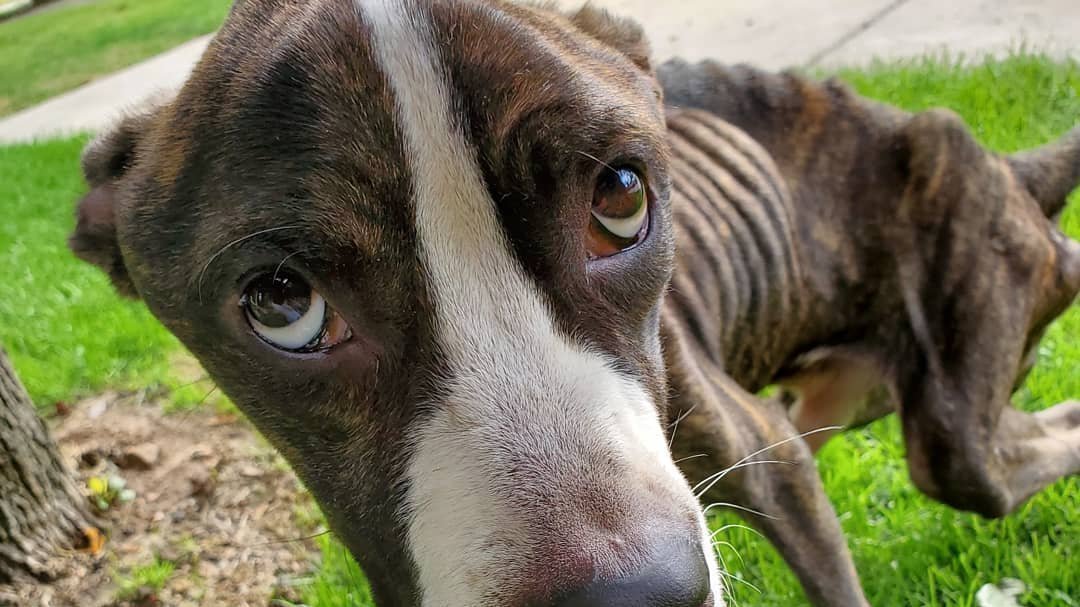 Who To Call To Pick Up Stray Dogs