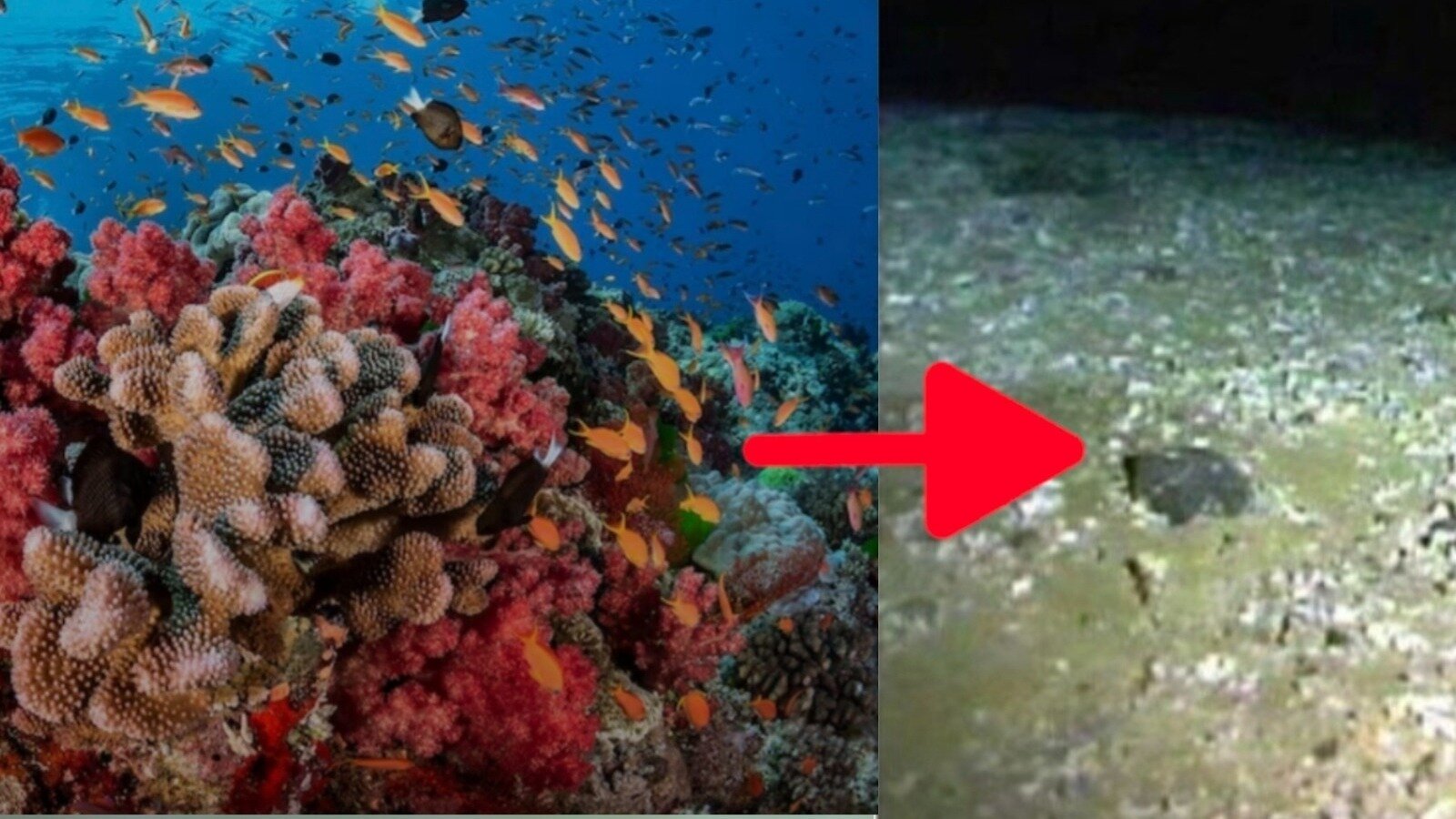 Petition · Stop trawling around Britain to protect marine wildlife on ...