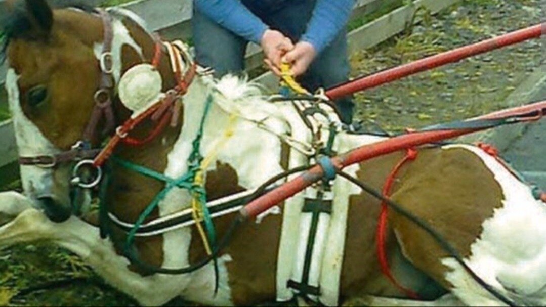 Petition · Ban Sulky Racing for Animal Welfare - Ireland · Change.org