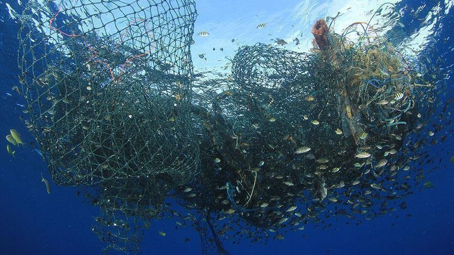 Petition · Start Caring, Stop Overfishing! - United States · Change.org