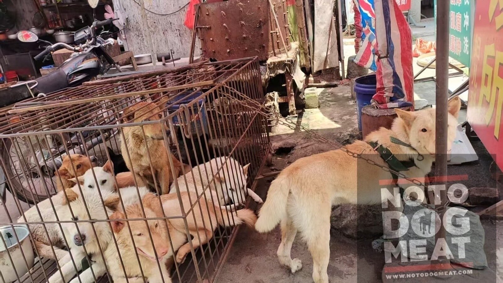 Petition · Help Our Yulin Angels - United Kingdom · Change.org