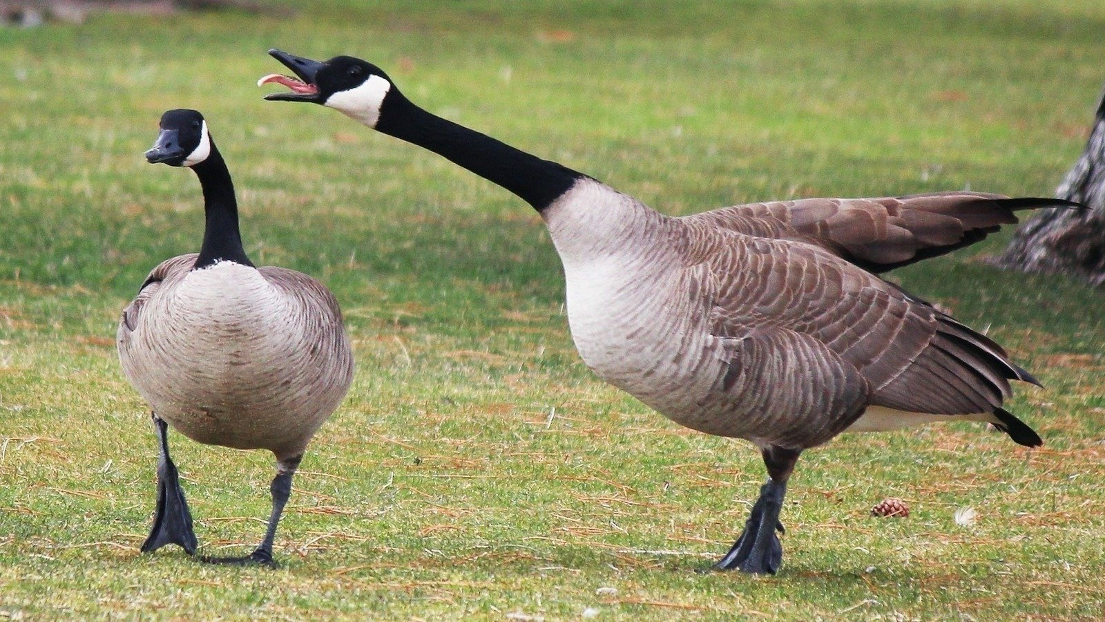 Petition · Petition to make Lane Tech Mascot a Goose - United States ...