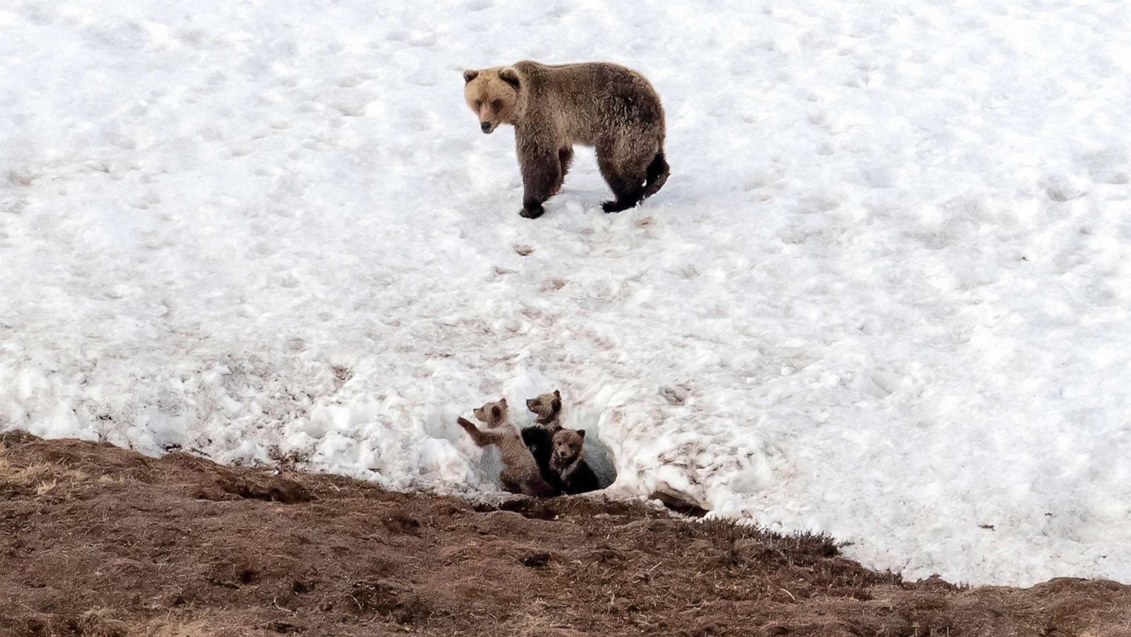 Petición · STOP THE WILLOW PROJECT!, BY THE ANTI-WILLOW TEAM - Estados ...