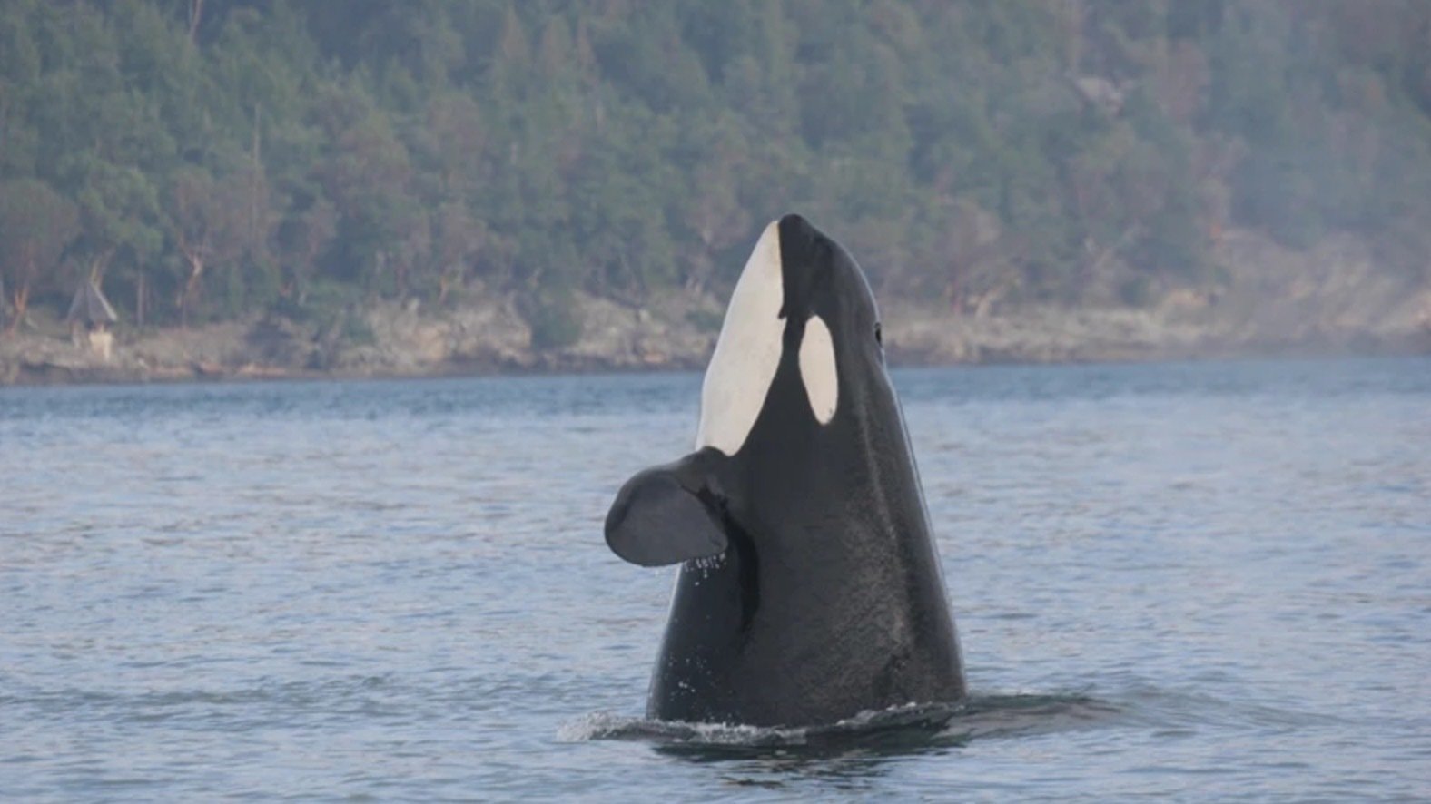 Petition · Seattle Seahawks, Make 105 Year Old Orca Granny the 12TH Man ...
