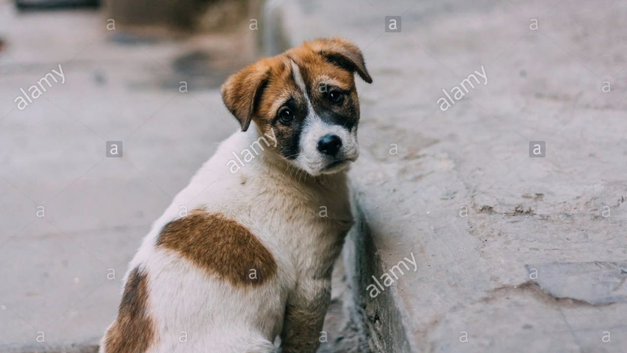 Petition · Save the strays - Oman · Change.org