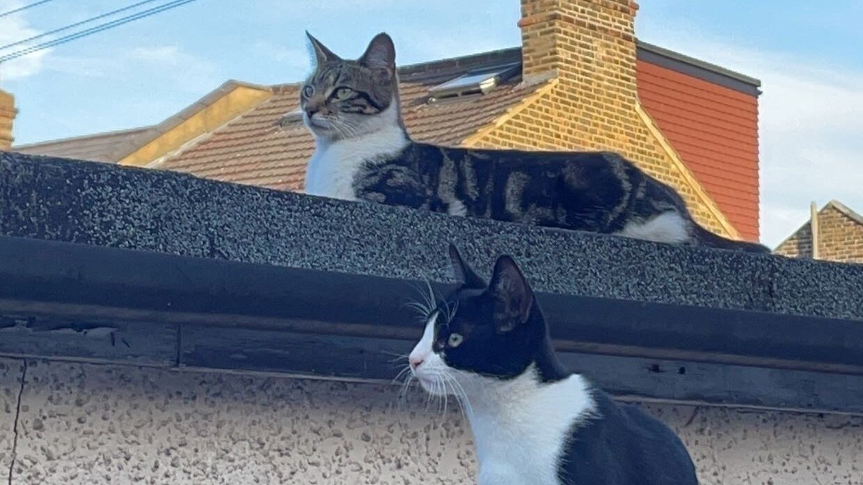 Petition · Change The Law So Cats Have More Protection When Hit By ...
