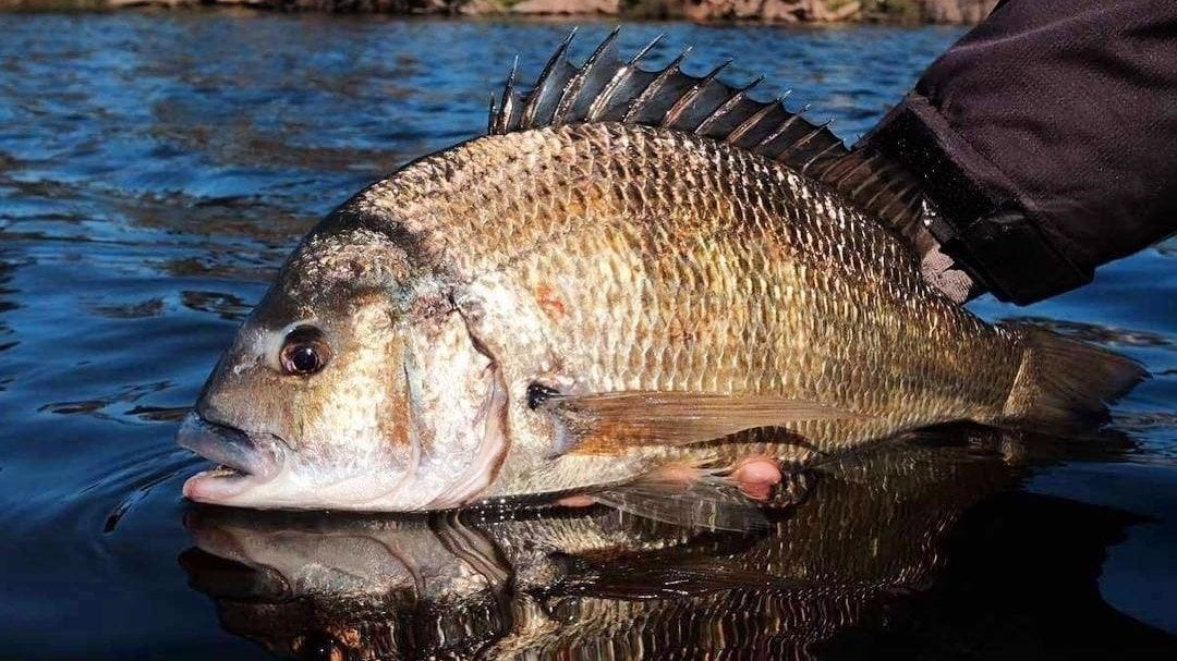 Petition · Maximum Size Limit for Black Bream - Australia · Change.org Petition · Maximum Size Limit for Black Bream - Australia · Change.org
