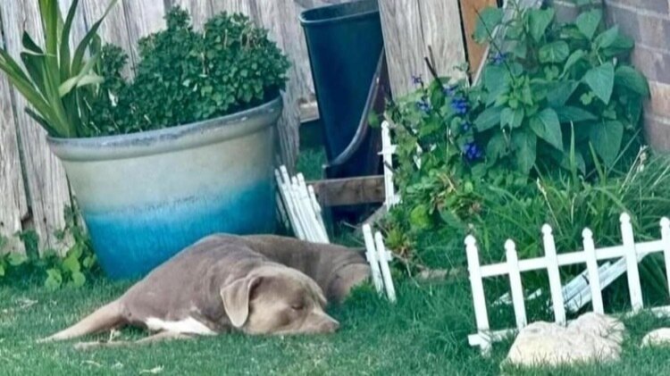Petition · Prosecute David Williams for Unlawfully Killing a ...