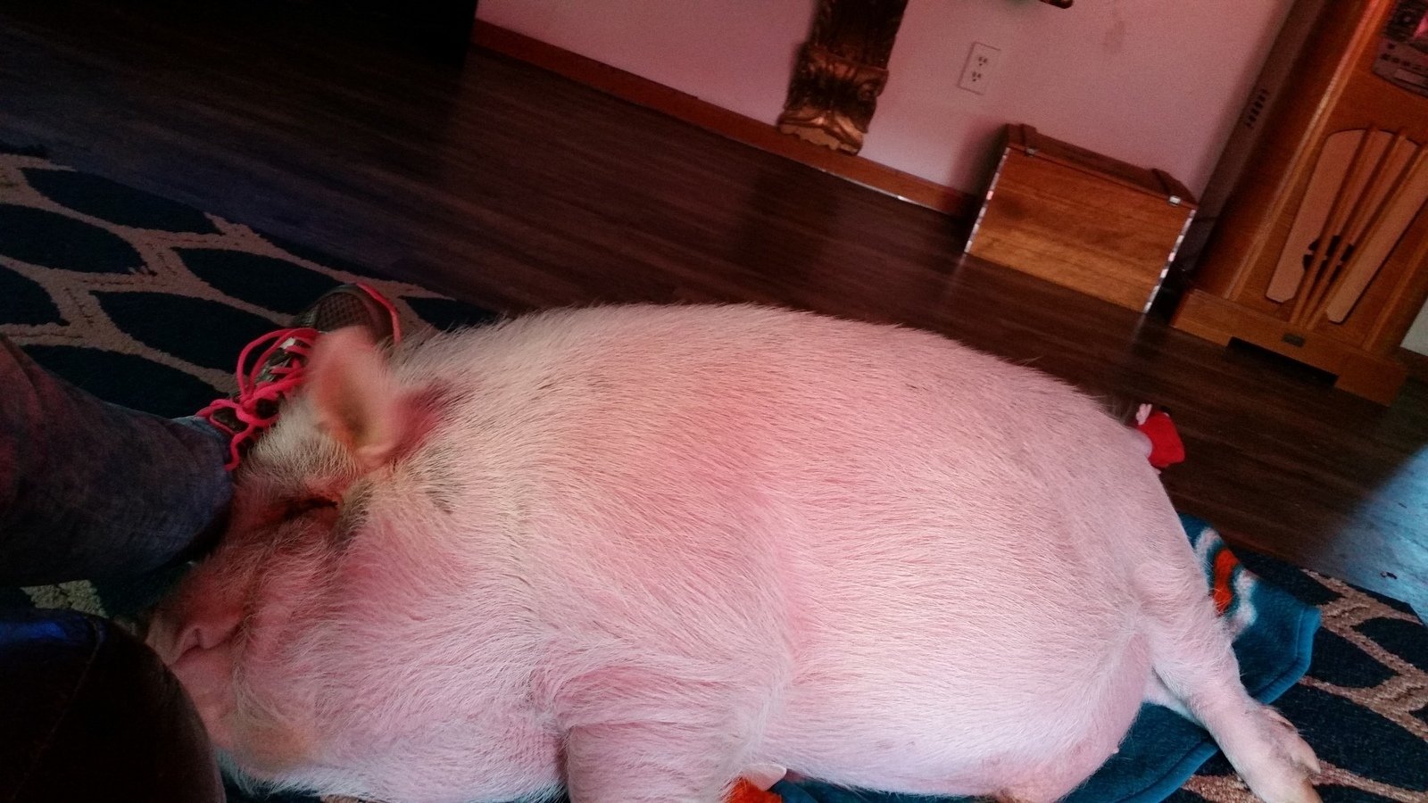 Petition · Mini pigs slaughtered when nolonger little or cute ...