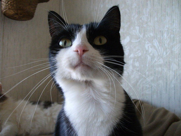 Petition · Approve the Excessive Animal Habitat Permit for Craig Grant ...