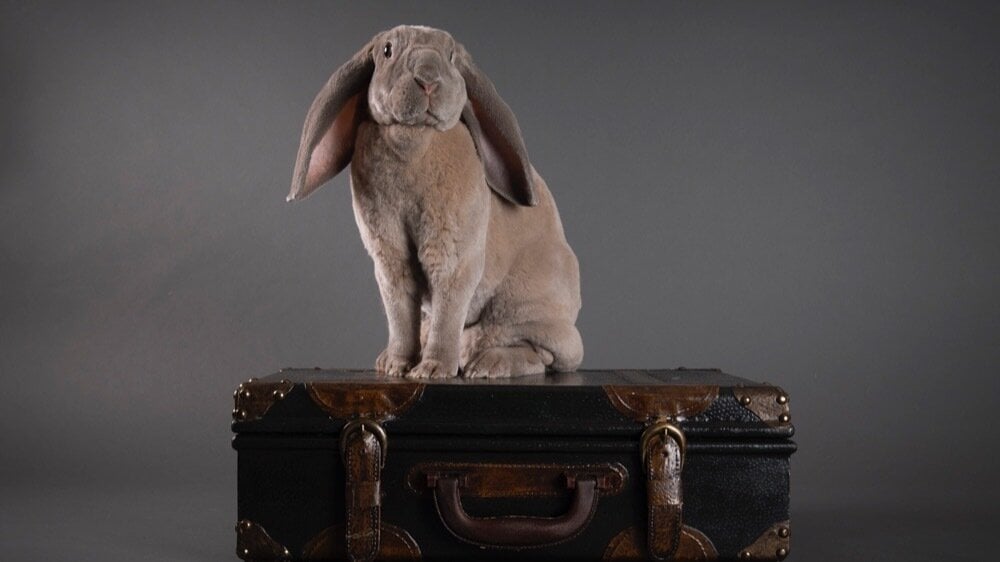 Petition Allow Rabbits To Fly In WestJet Cabin Again Canada petition-allow-rabbits-to-fly-in-westjet-cabin-again-canada