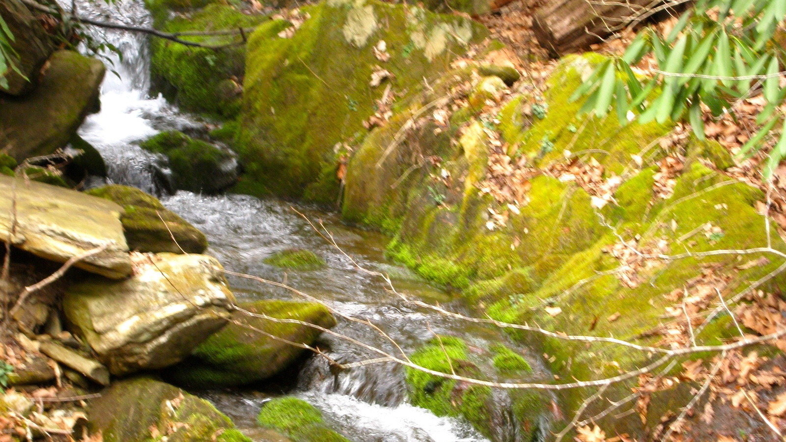 Petition · Stop the US Forest rape and pillage by the 1% - United ...