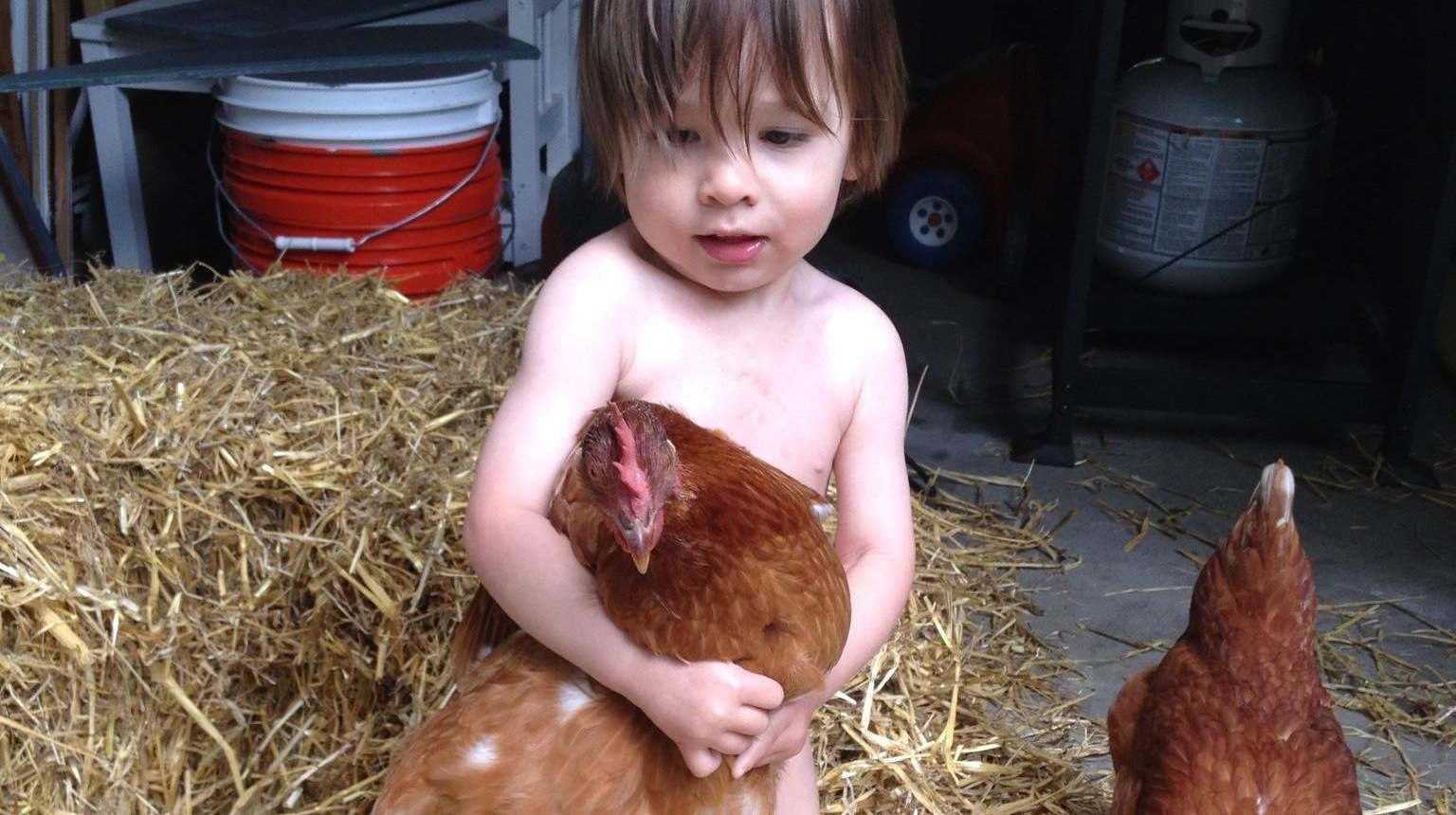 Petition · Change Henrico County's Chicken Ordinance - United States ...