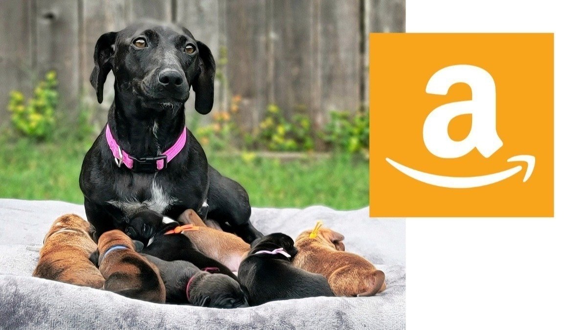 Petition · Save AmazonSmile! Tell Amazon that the AmazonSmile Program ...