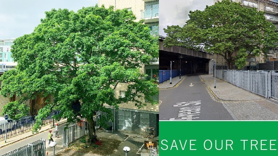 Petition · SAVE OUR TREE IN EYOT HOUSE - United Kingdom · Change.org