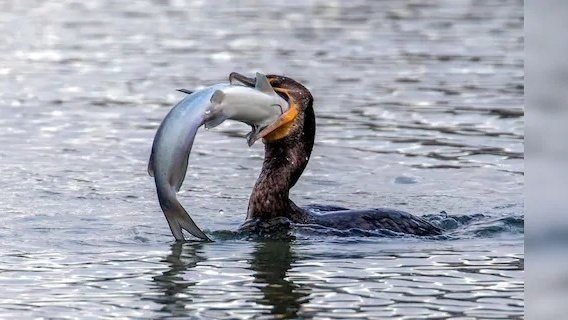 Petition · To protect fish - United Kingdom · Change.org