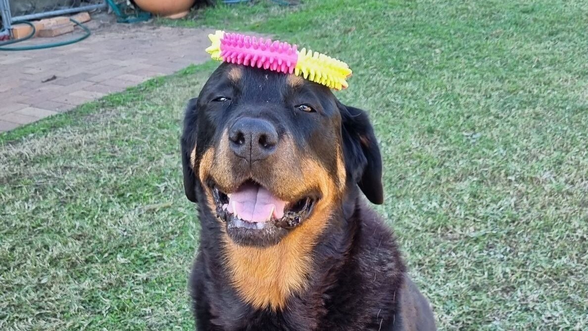 Petition · Investigate the effects of BERANSA - Australia · Change.org